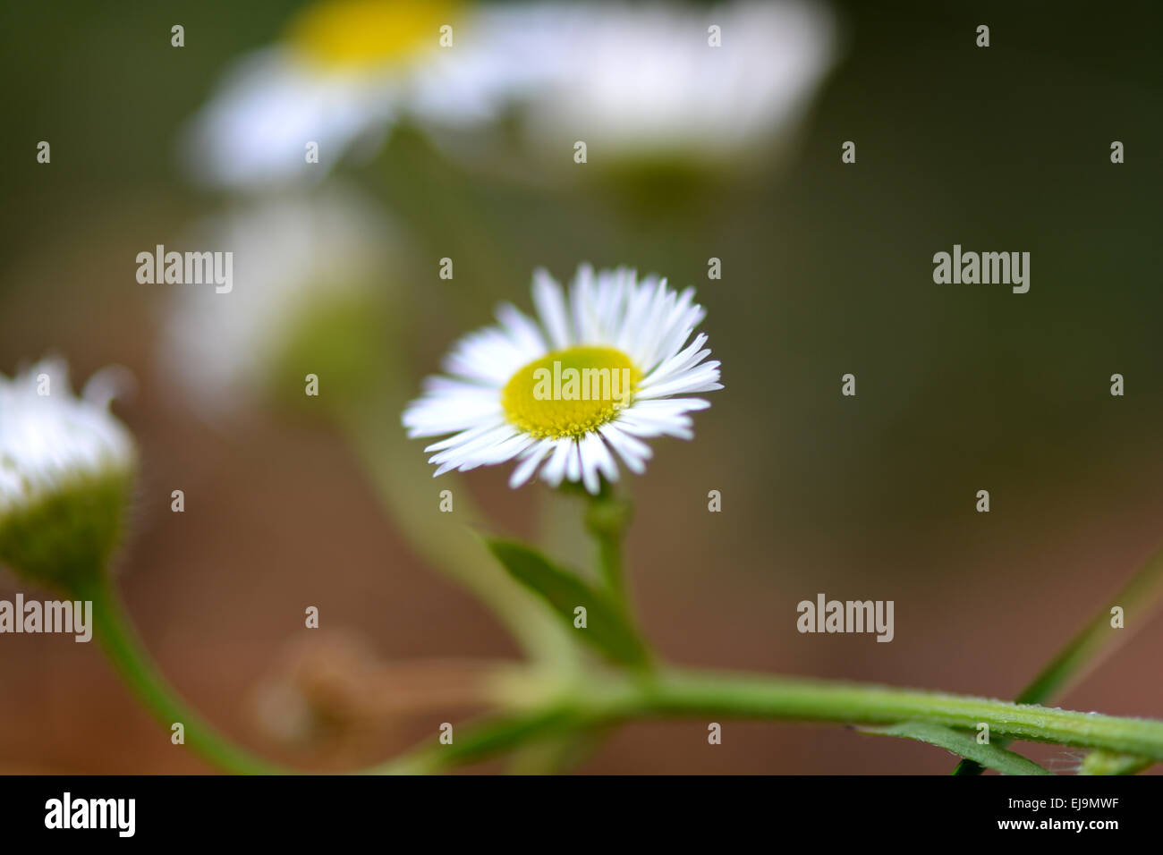 Beautiful daisies on green meadow hi-res stock photography and images - Alamy