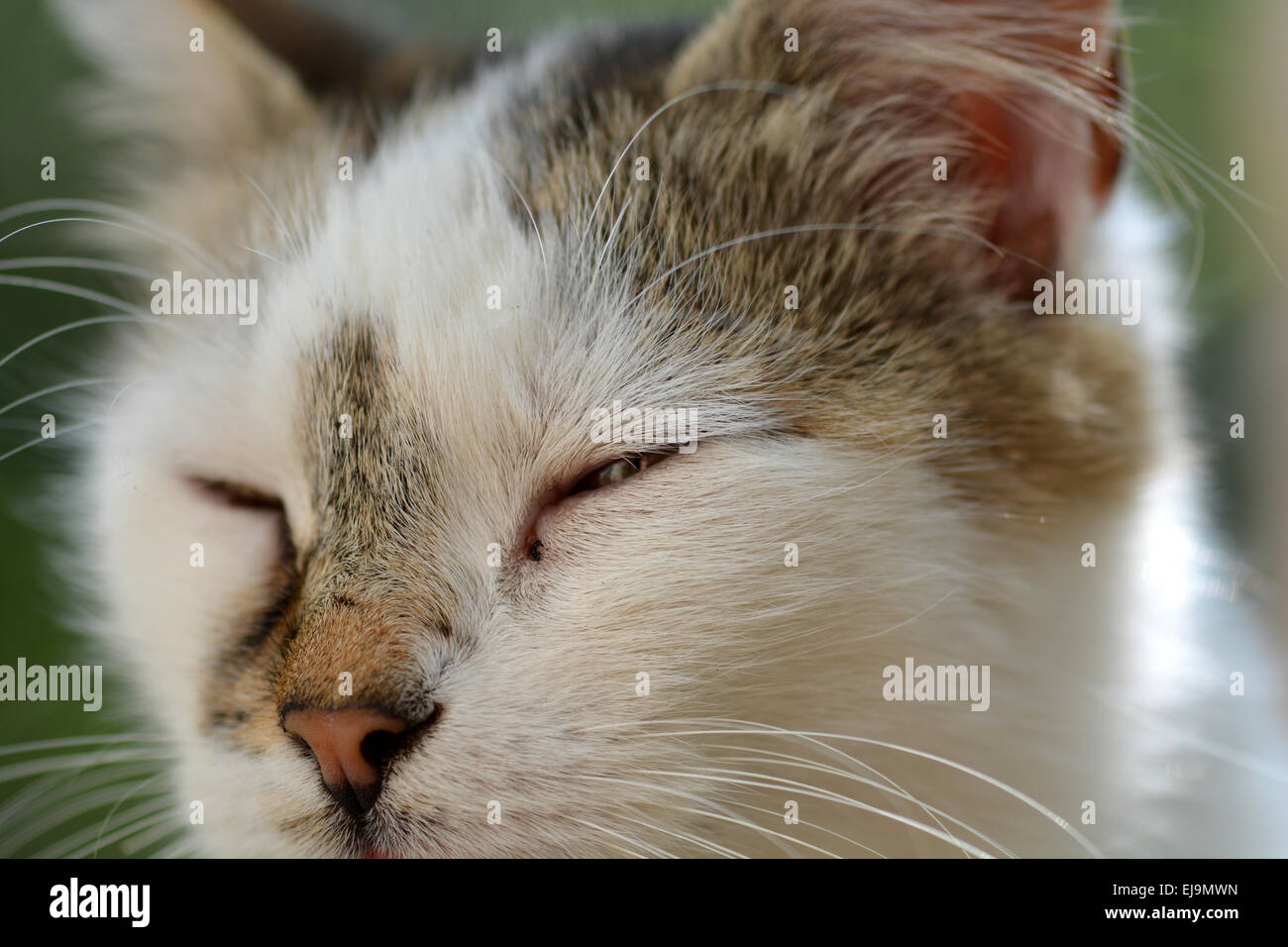 Staring kitty close up hi-res stock photography and images - Alamy