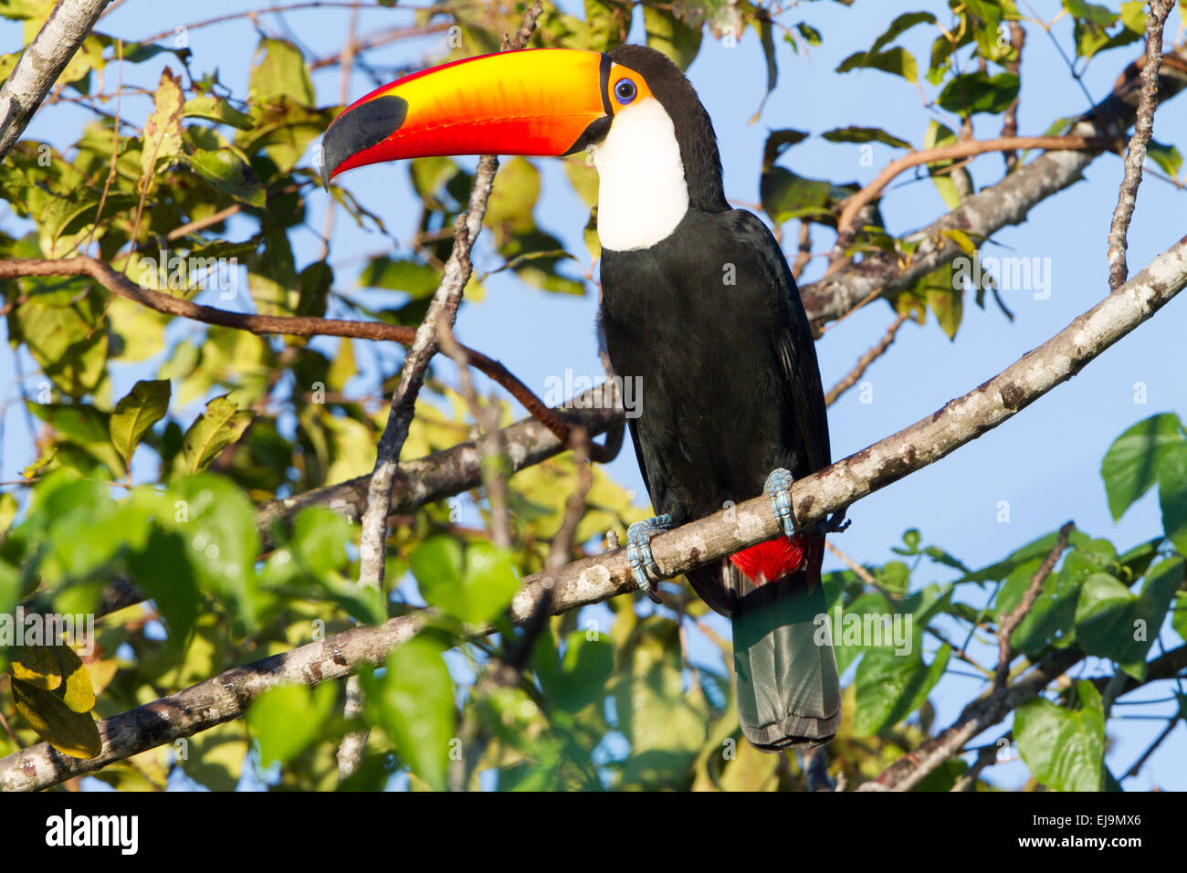 Ramphastos toco vogel hi-res stock photography and images - Alamy