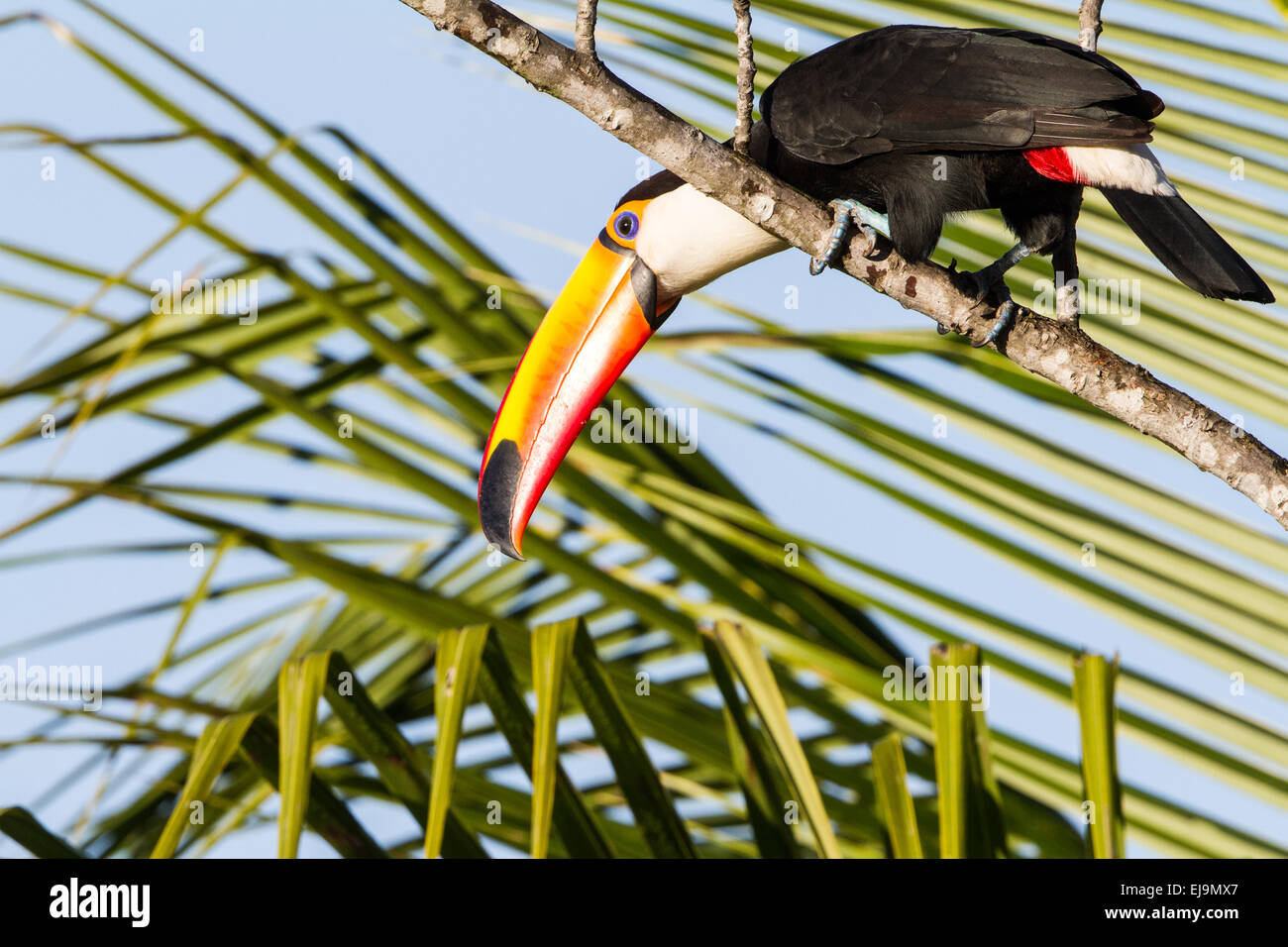 Tukane toucans hi-res stock photography and images - Alamy