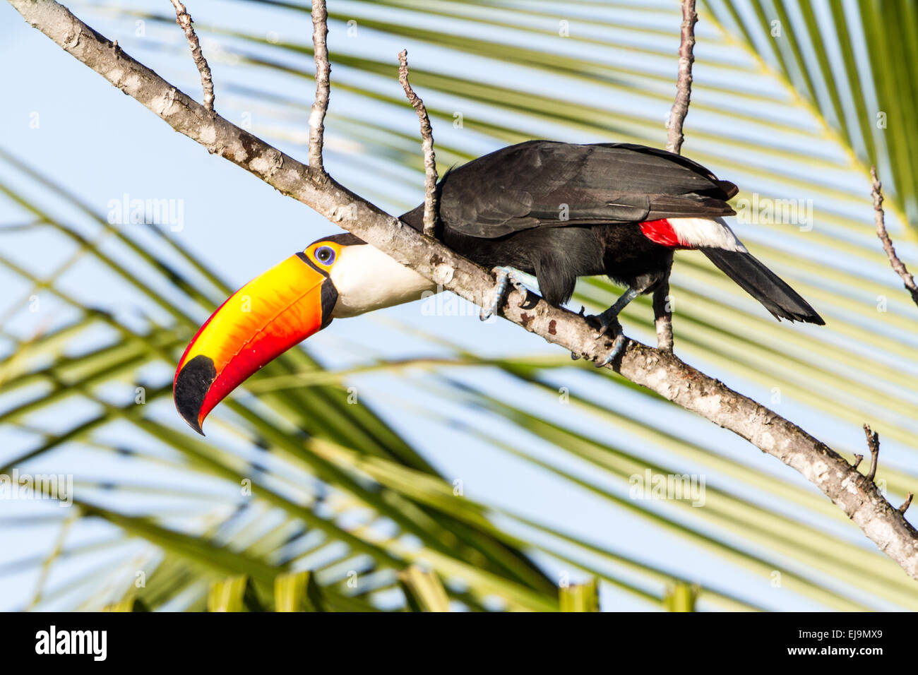 Ramphastos toco vogel hi-res stock photography and images - Alamy