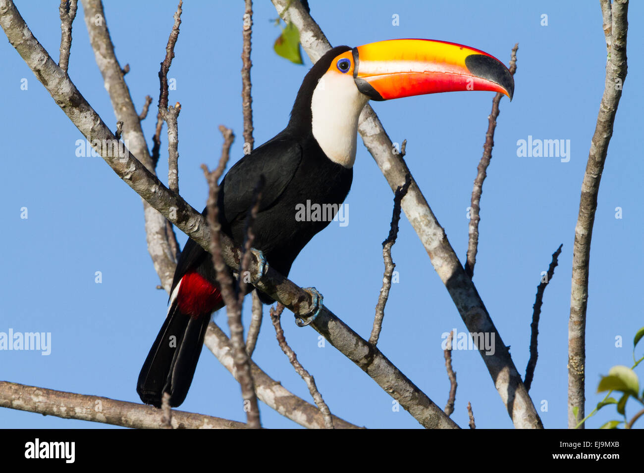 Ramphastos toco vogel hi-res stock photography and images - Alamy