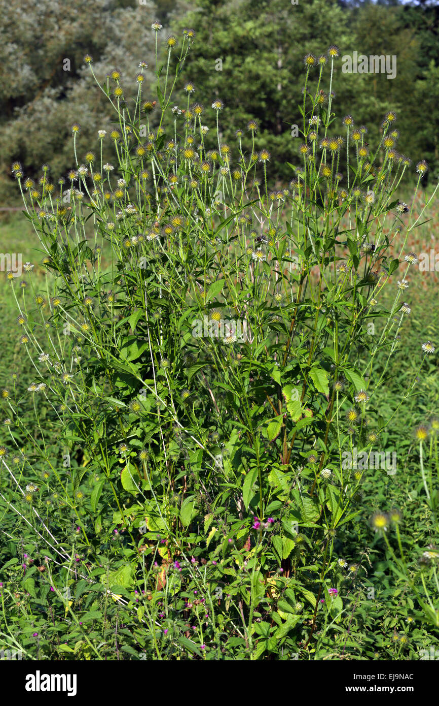 Slim teasel, Dipsacus strigosus Stock Photo - Alamy
