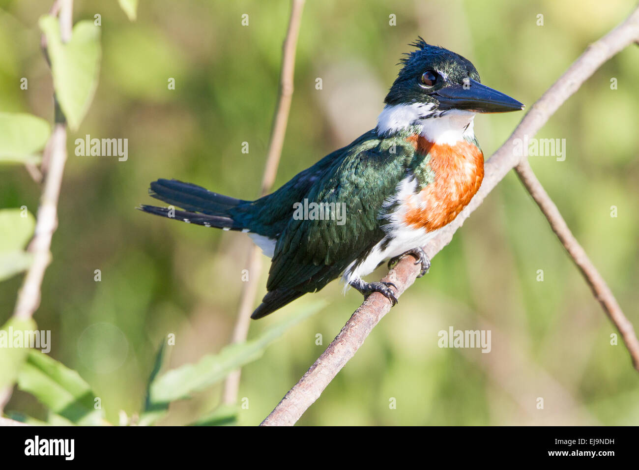 Chlorocercyle amazona hi-res stock photography and images - Alamy