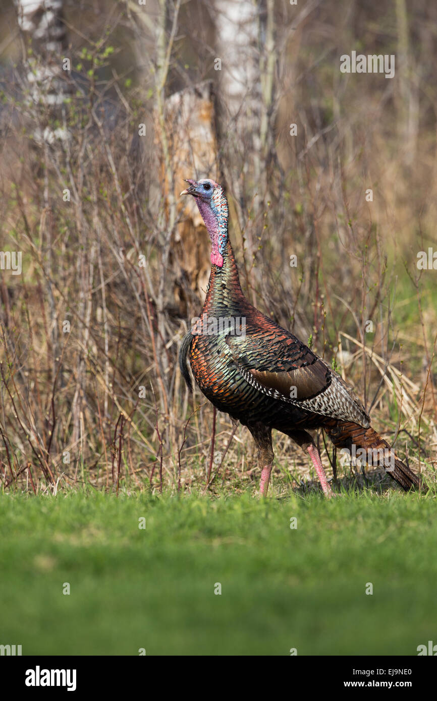Eastern wild turkey - male Stock Photo - Alamy