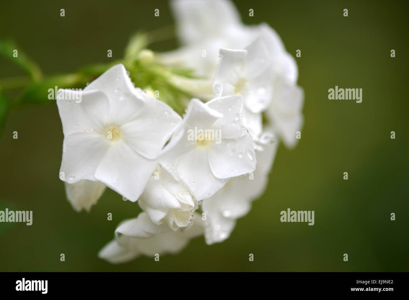 blossoming tree brunch with white flowers Stock Photo - Alamy