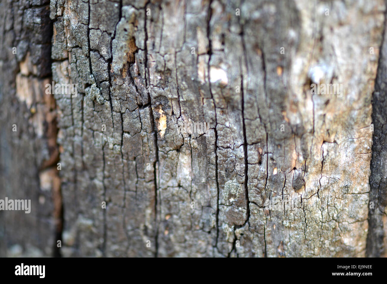 tree bark in the background Stock Photo - Alamy