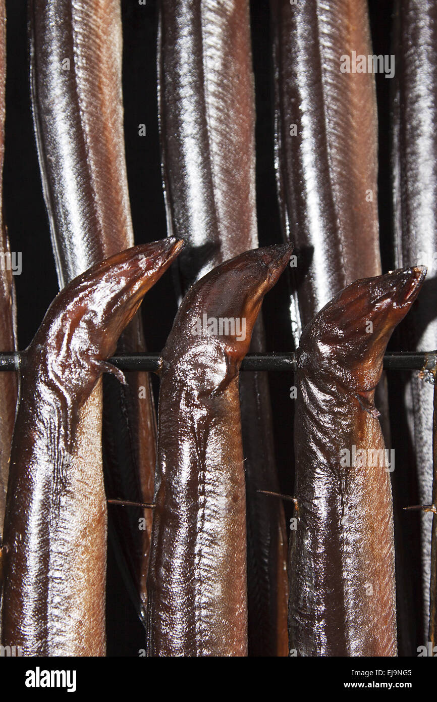 Migratory Eel High Resolution Stock Photography and Images - Alamy