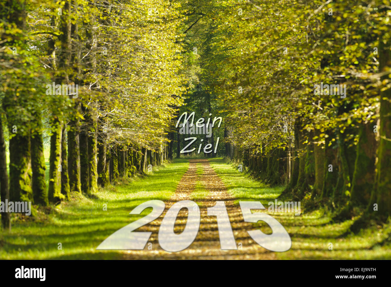 tree alley shows the way to 2015 Stock Photo - Alamy