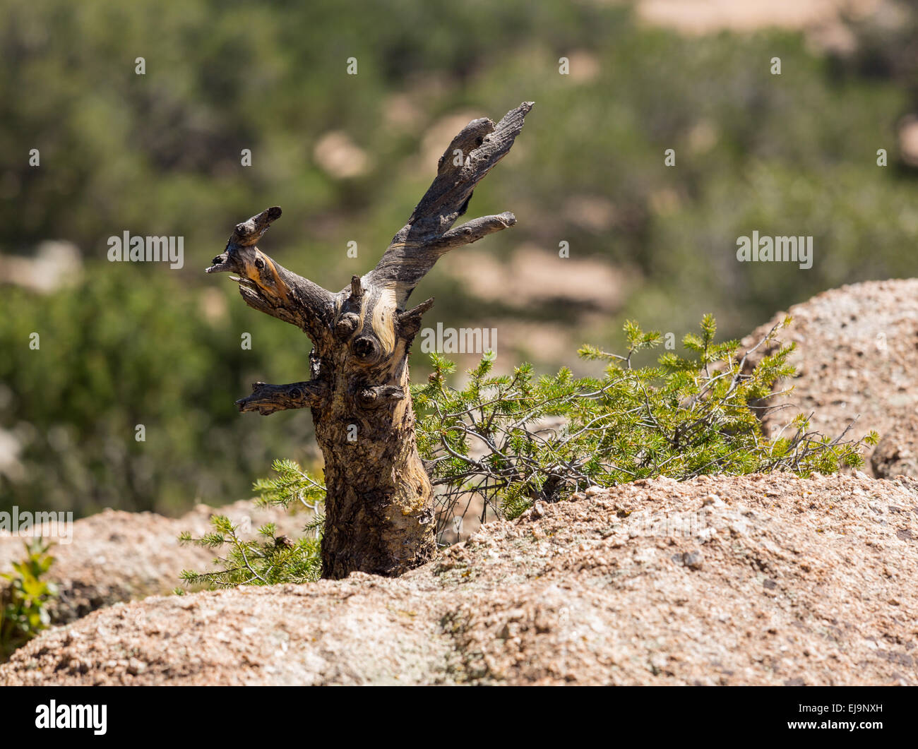 Stunted tree hi-res stock photography and images - Alamy
