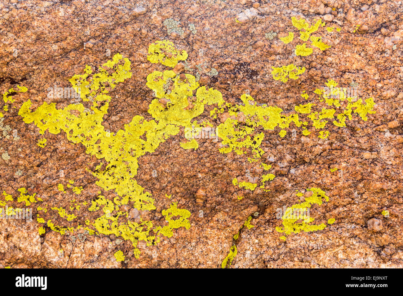 Lichen on rock rocks hi-res stock photography and images - Alamy