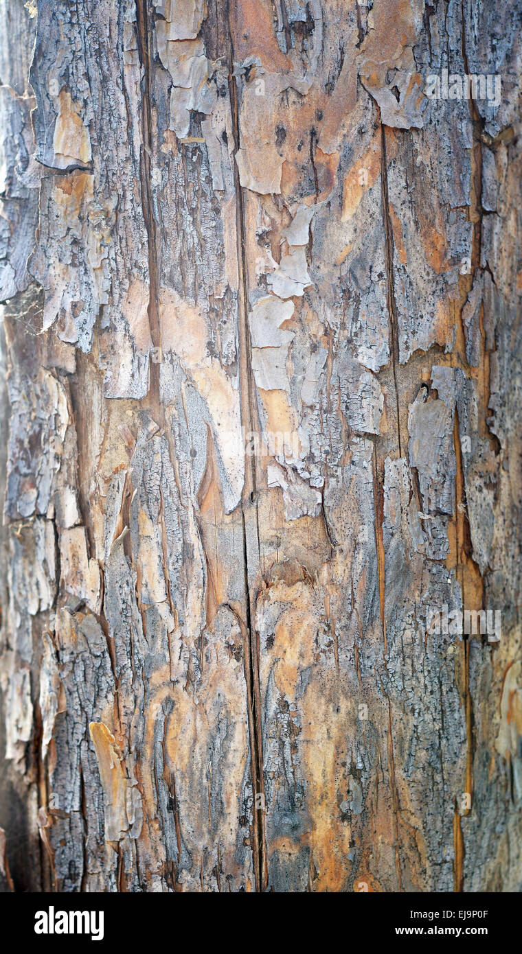 Pine tree peel hi-res stock photography and images - Alamy