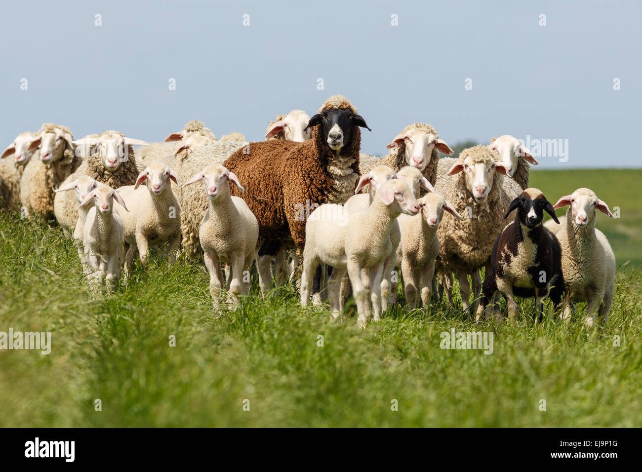 Sheep Stock Photo - Alamy
