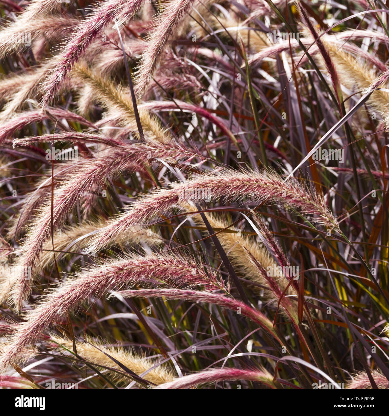 Red fescue grass hi-res stock photography and images - Alamy