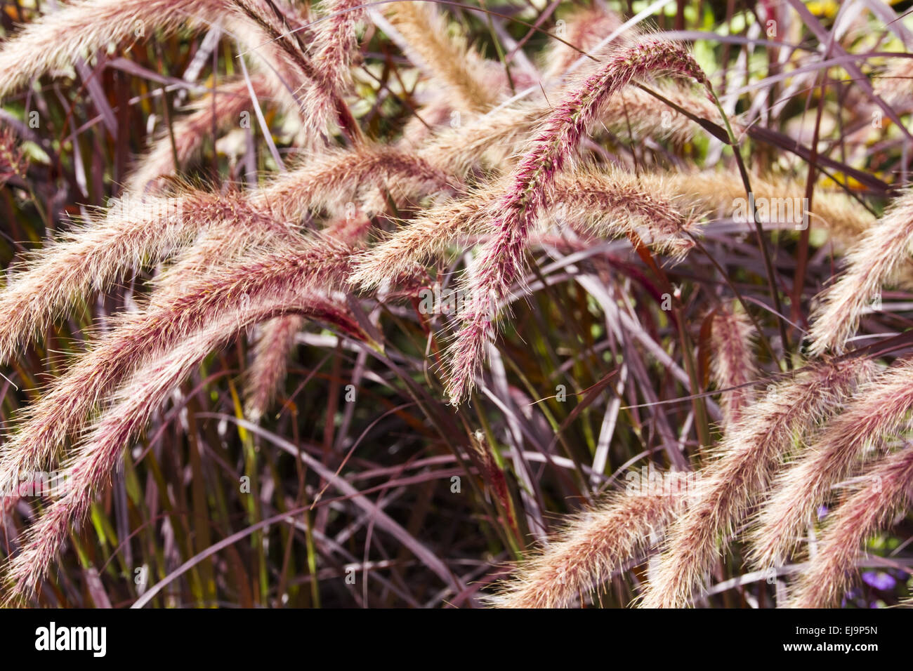 Red fescue grass hi-res stock photography and images - Alamy