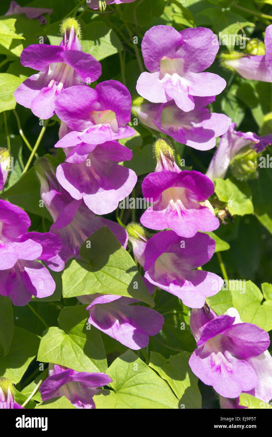 Maurandya hi-res stock photography and images - Alamy