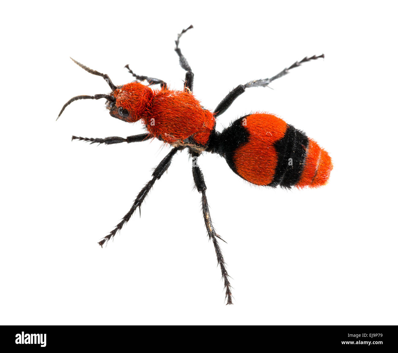 Cow killer ant hi-res stock photography and images - Alamy