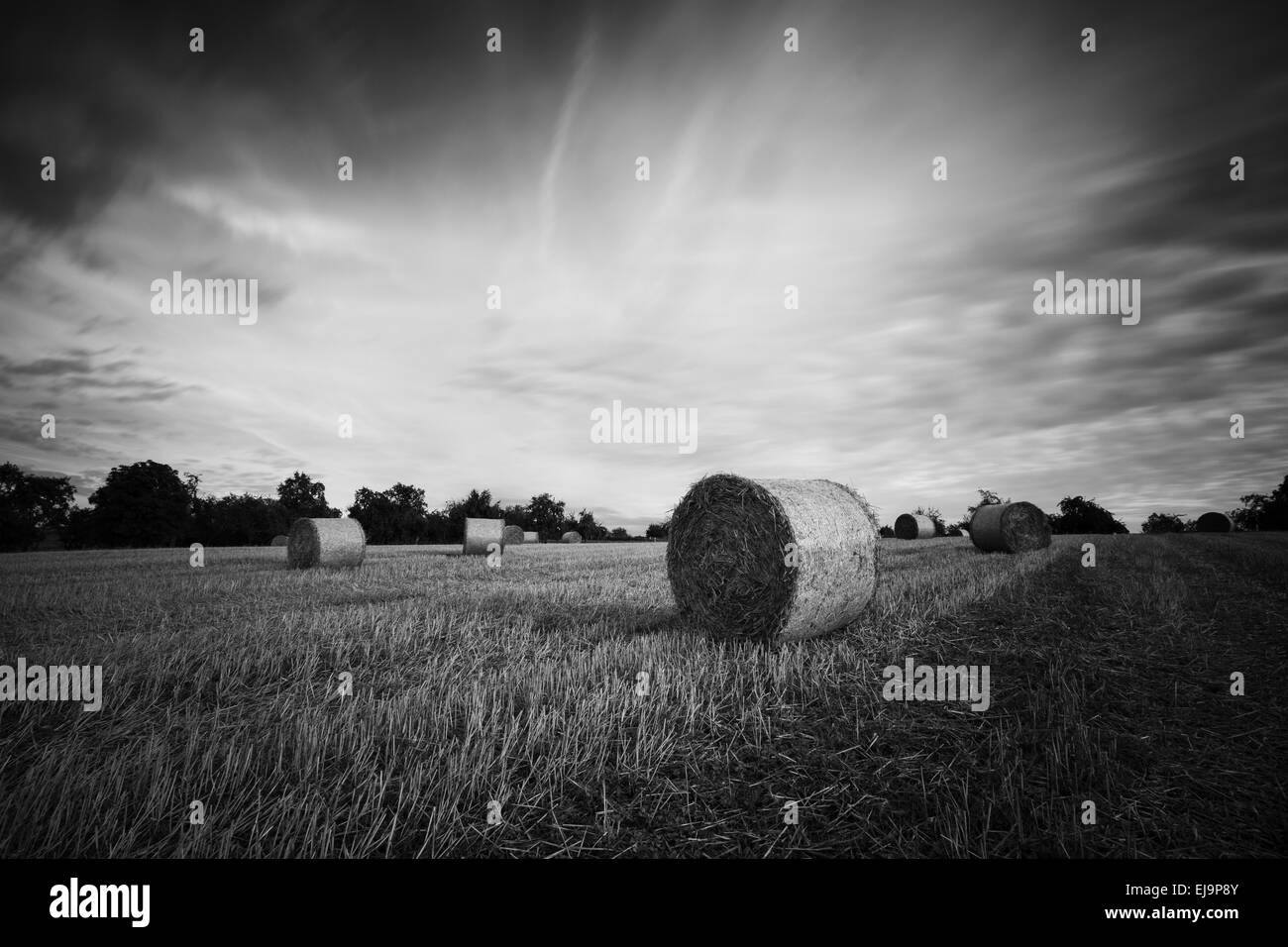 Straw litter Black and White Stock Photos & Images - Alamy