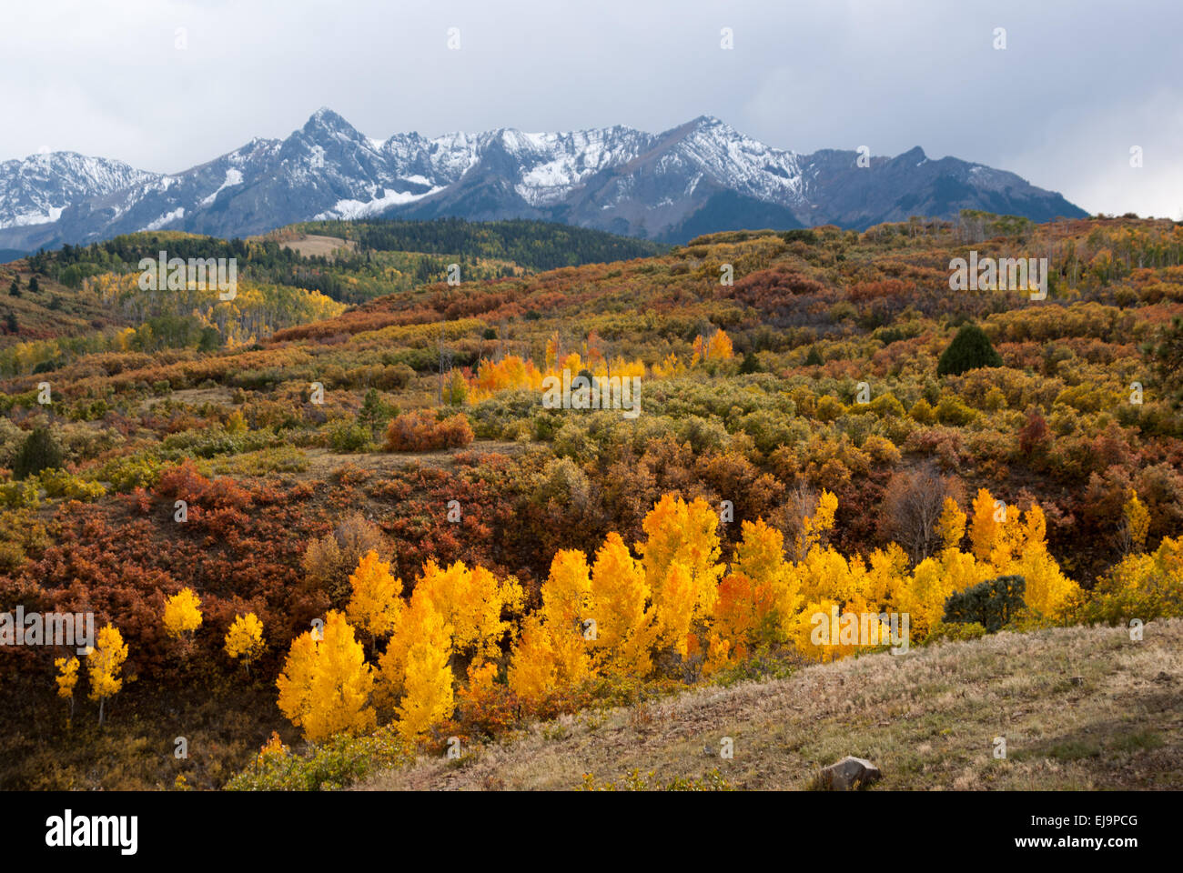Orange color in fall hi-res stock photography and images - Alamy