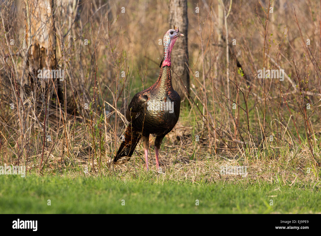 Eastern wild turkey - male Stock Photo - Alamy