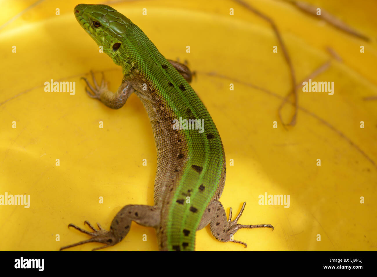 Aruba lizard hi-res stock photography and images - Alamy