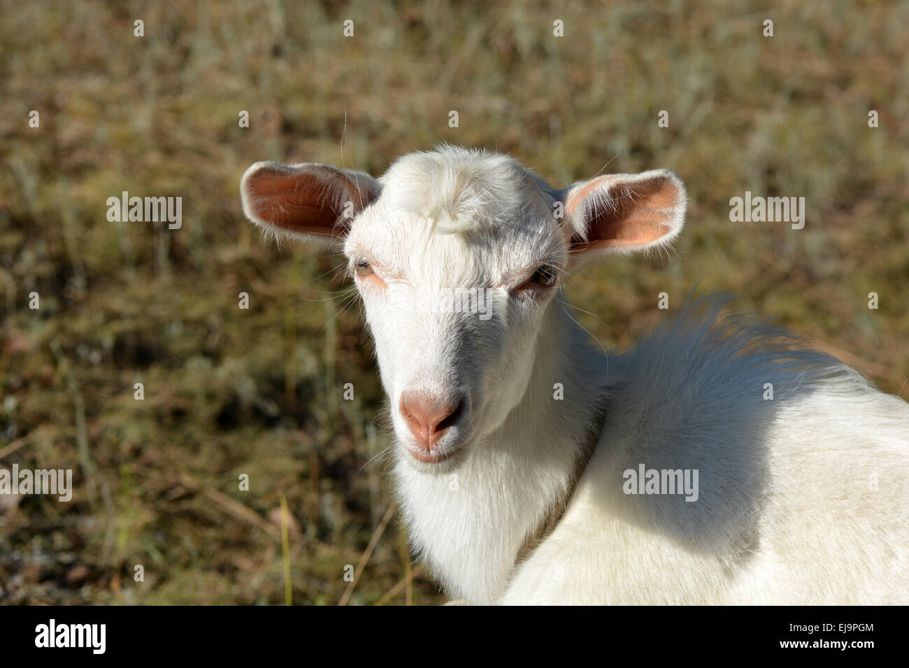 White goat on grazing hi-res stock photography and images - Alamy