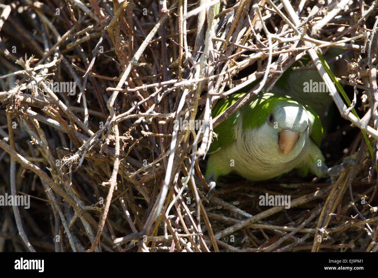 Monk parakeet in its' nest Stock Photo - Alamy
