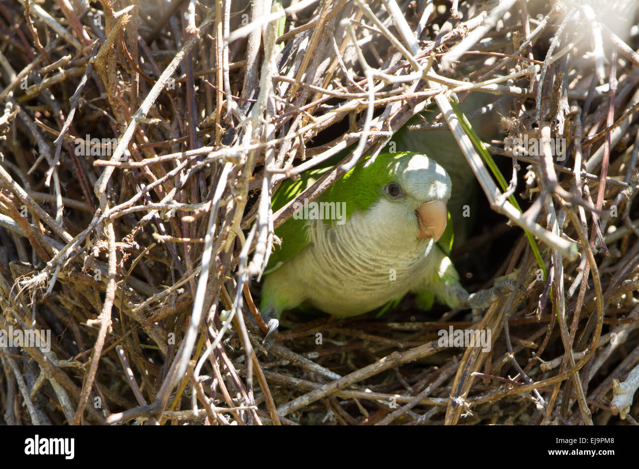 Monk parakeet in its' nest Stock Photo - Alamy