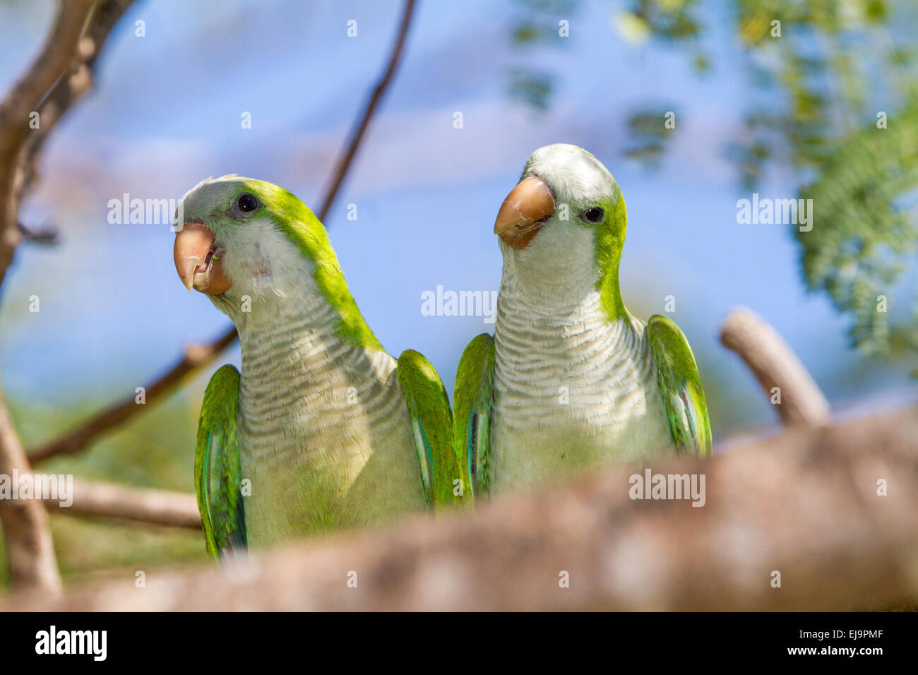 Parakeets hi-res stock photography and images - Alamy