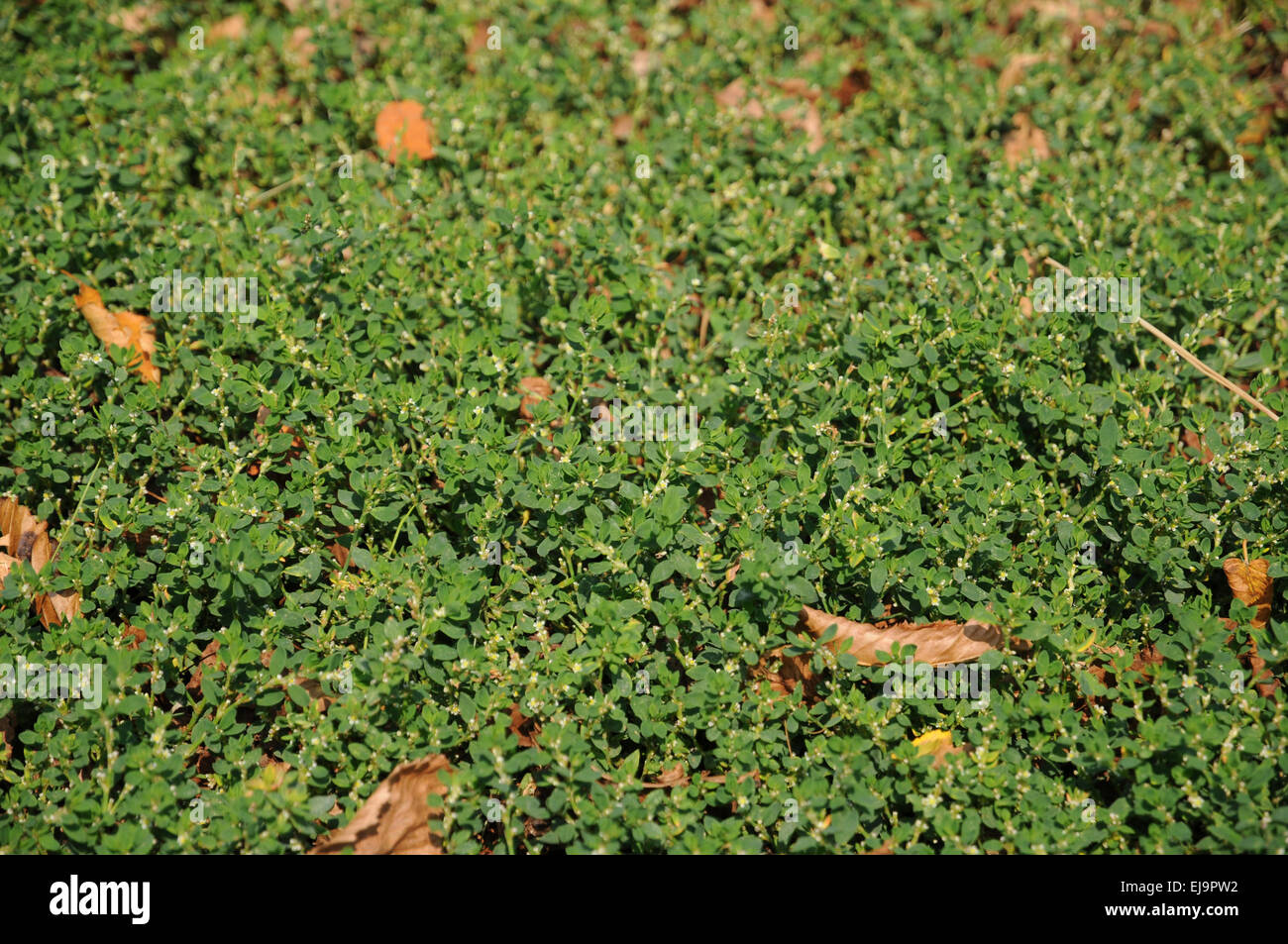 Knotgrass hi-res stock photography and images - Alamy