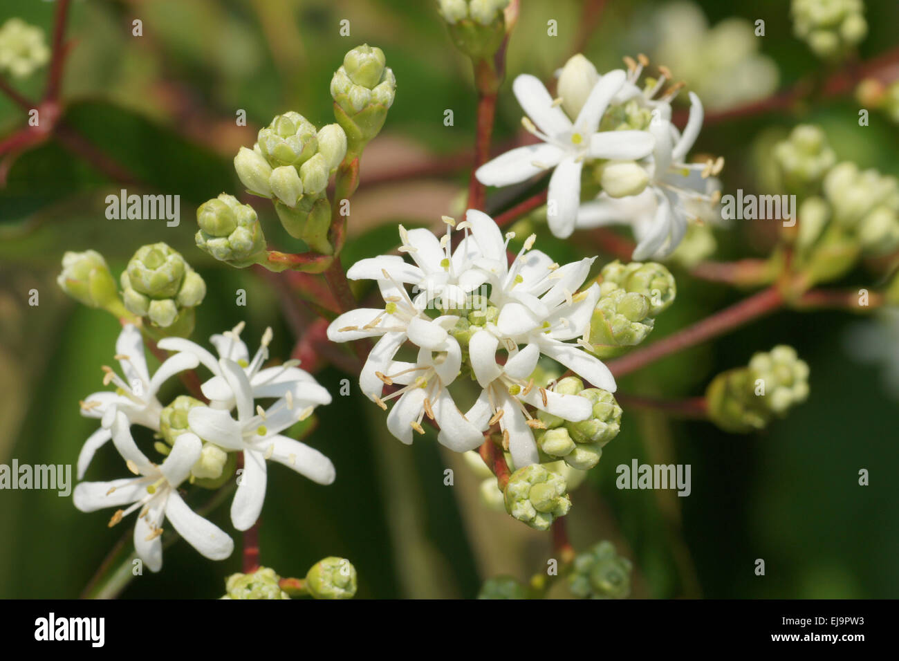 Seven sons flower heptacodium miconioides hi-res stock photography and ...