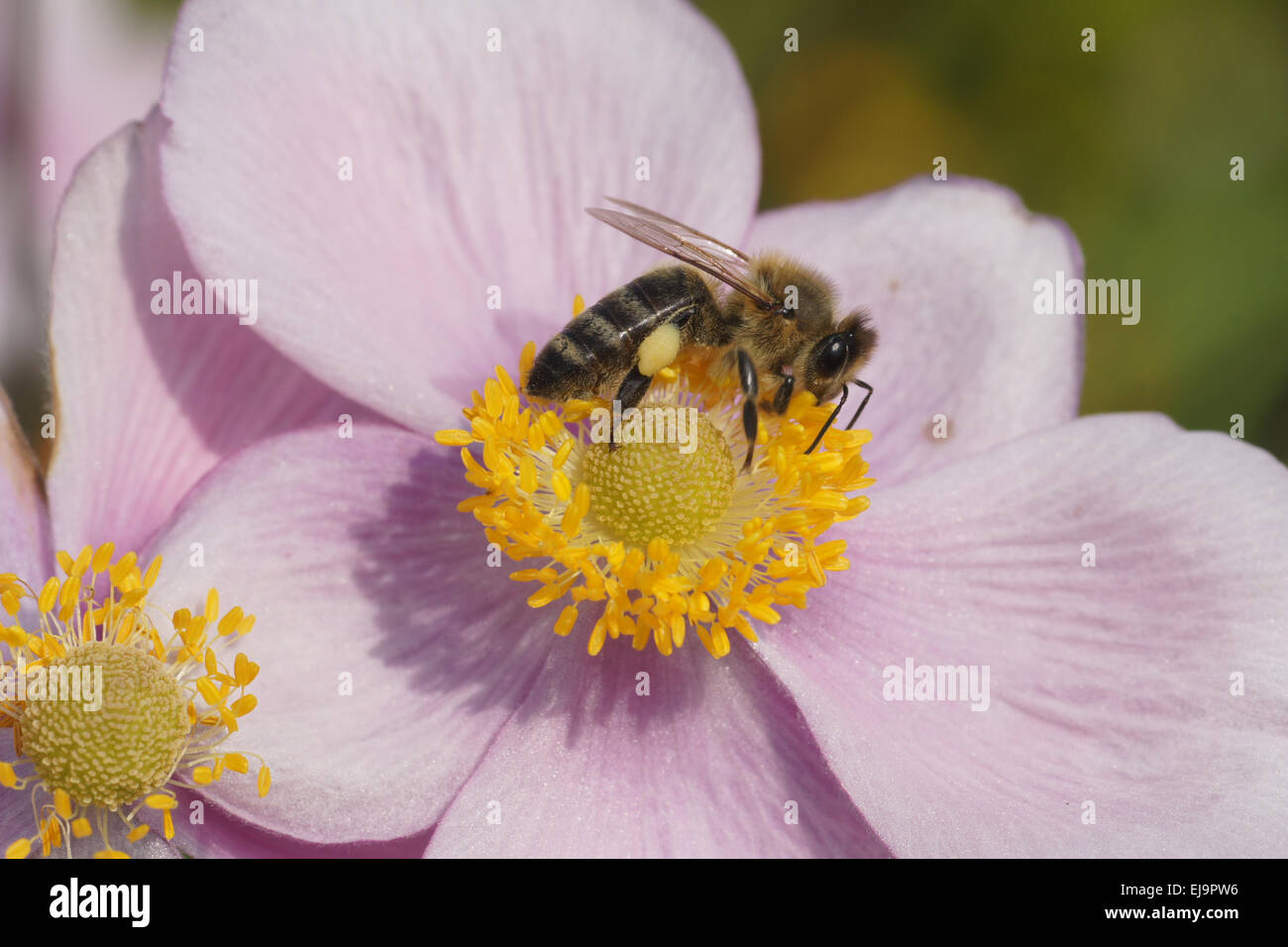 Tiere in japan hi-res stock photography and images - Alamy