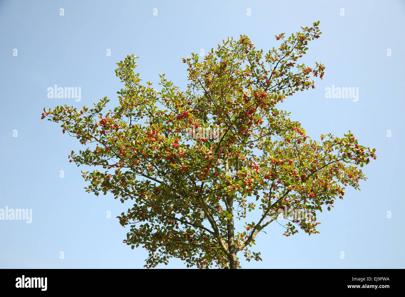 Cockspur thorn tree hi-res stock photography and images - Alamy