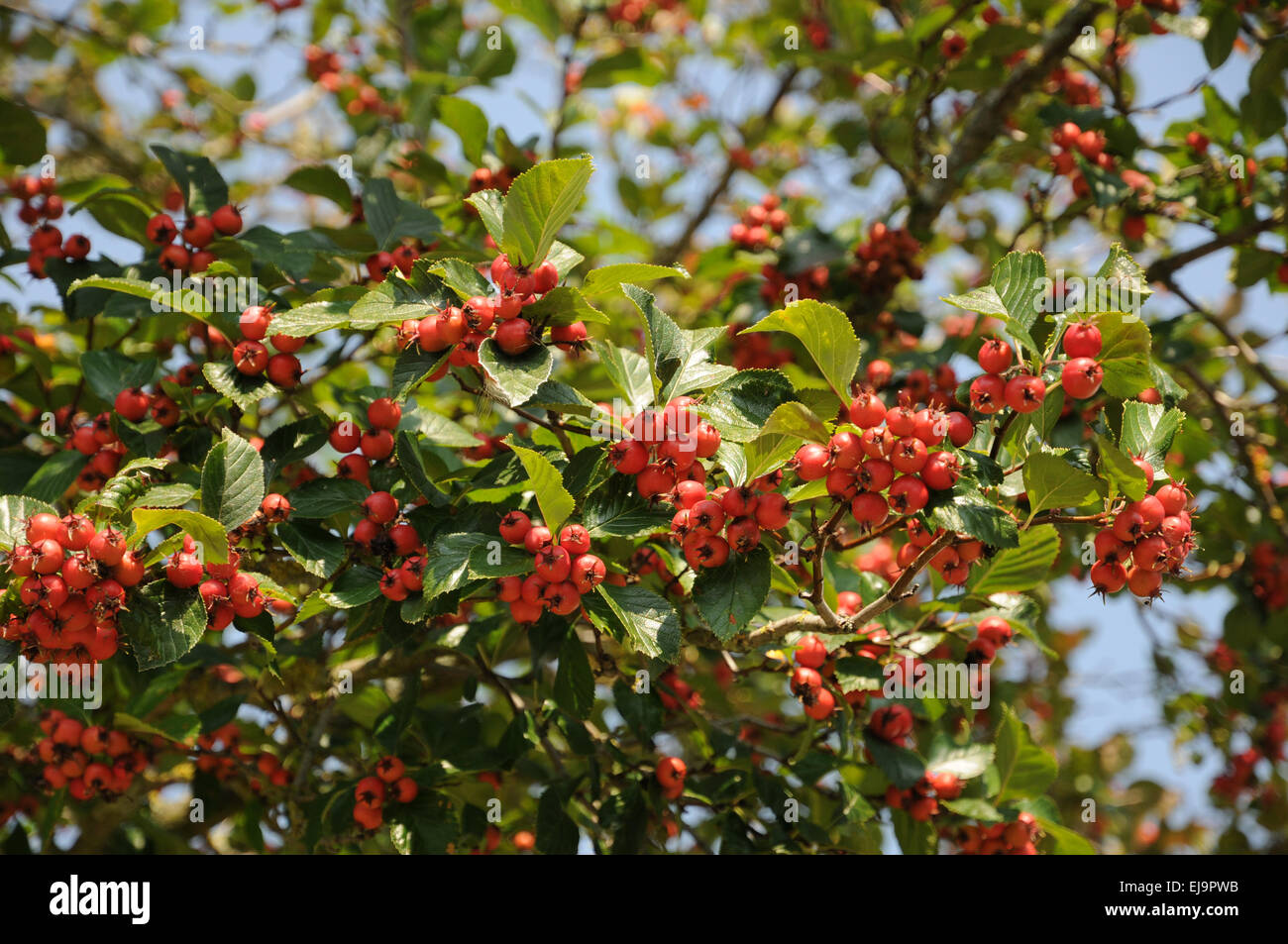 Broad-leaved cockspur thorn Stock Photo - Alamy