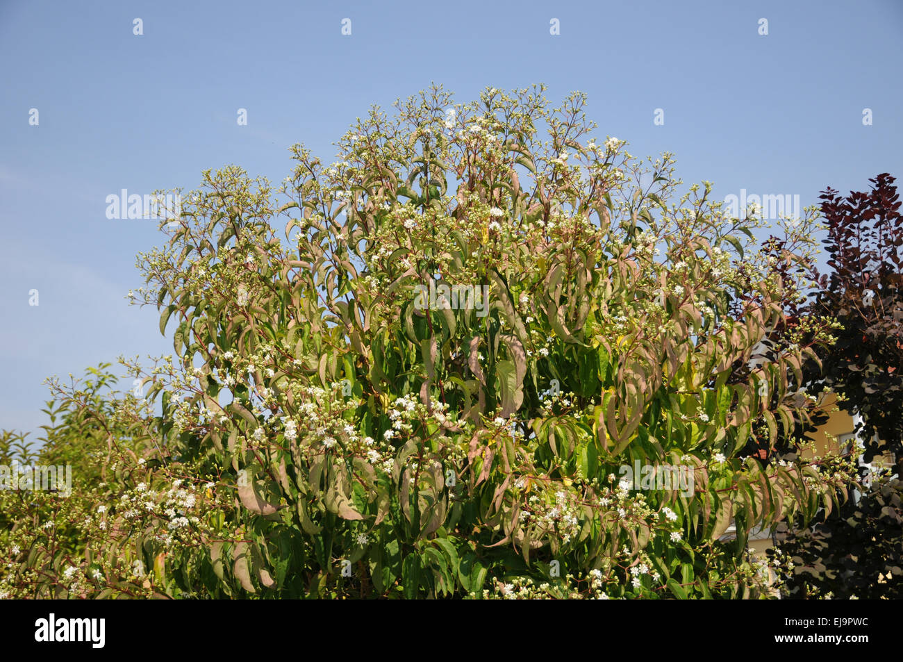 Seven sons plant Stock Photo - Alamy