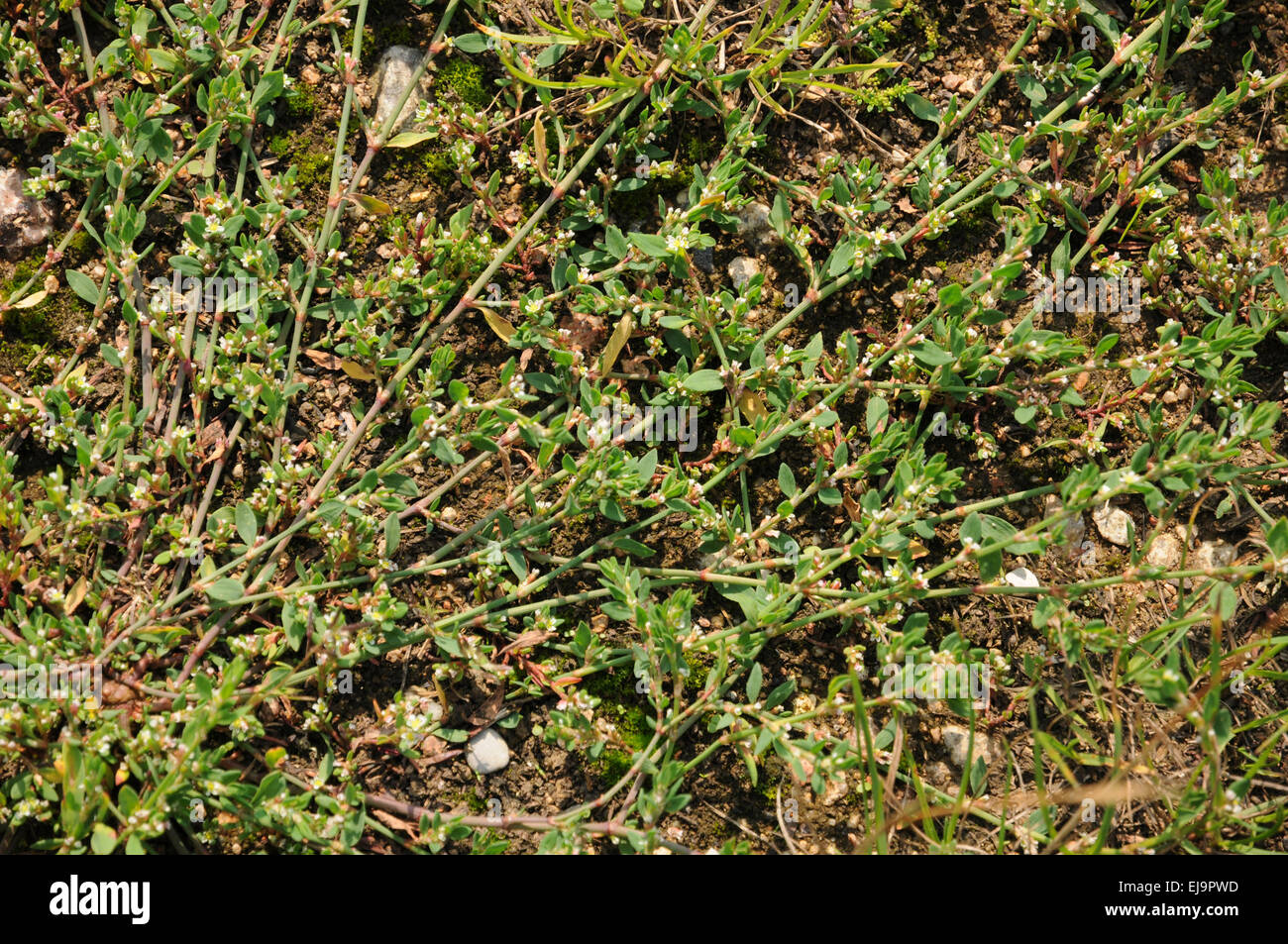 Knotgrass hi-res stock photography and images - Alamy