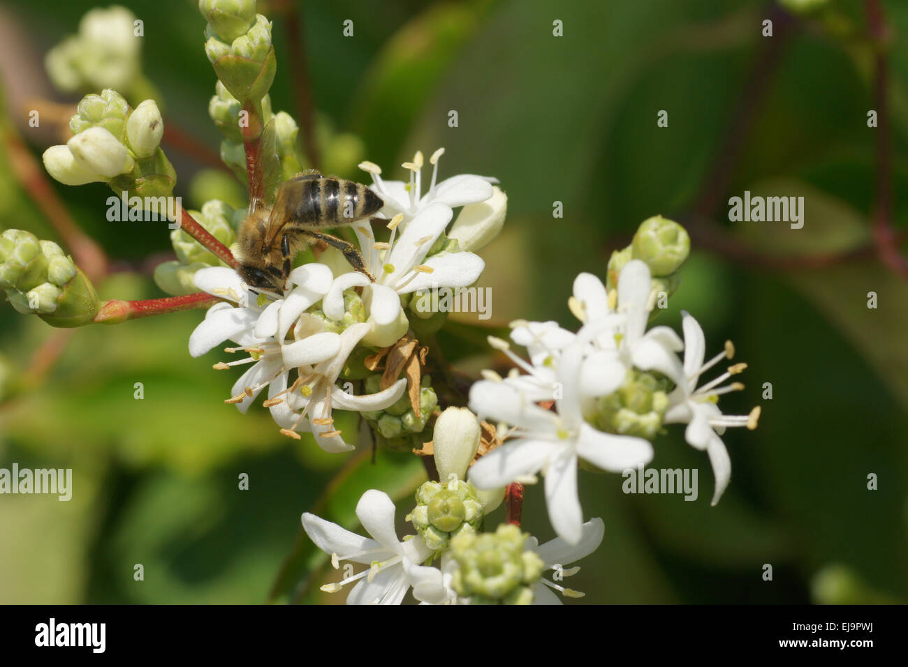 Seven sons plant Stock Photo - Alamy