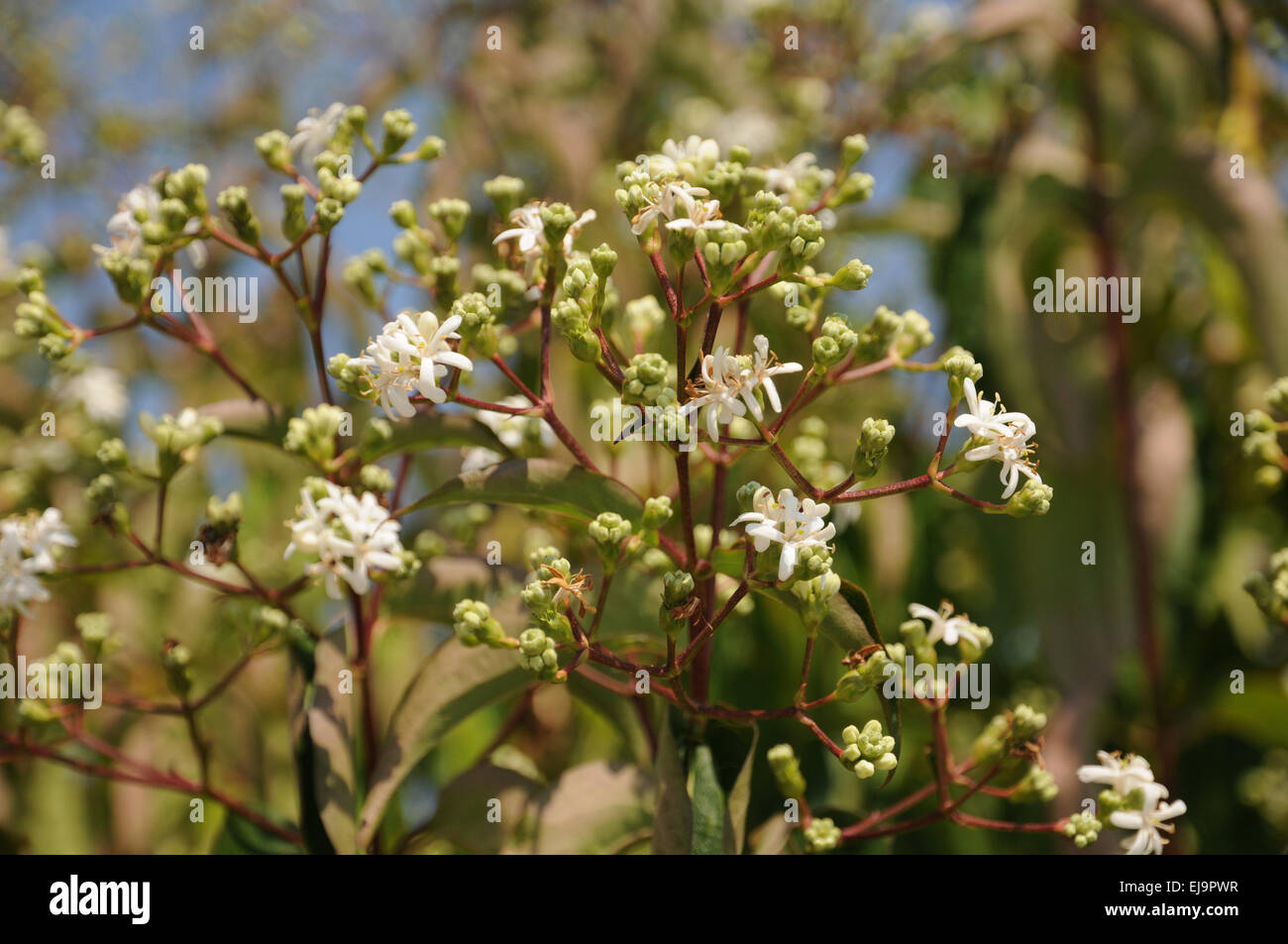 Seven sons plant Stock Photo - Alamy