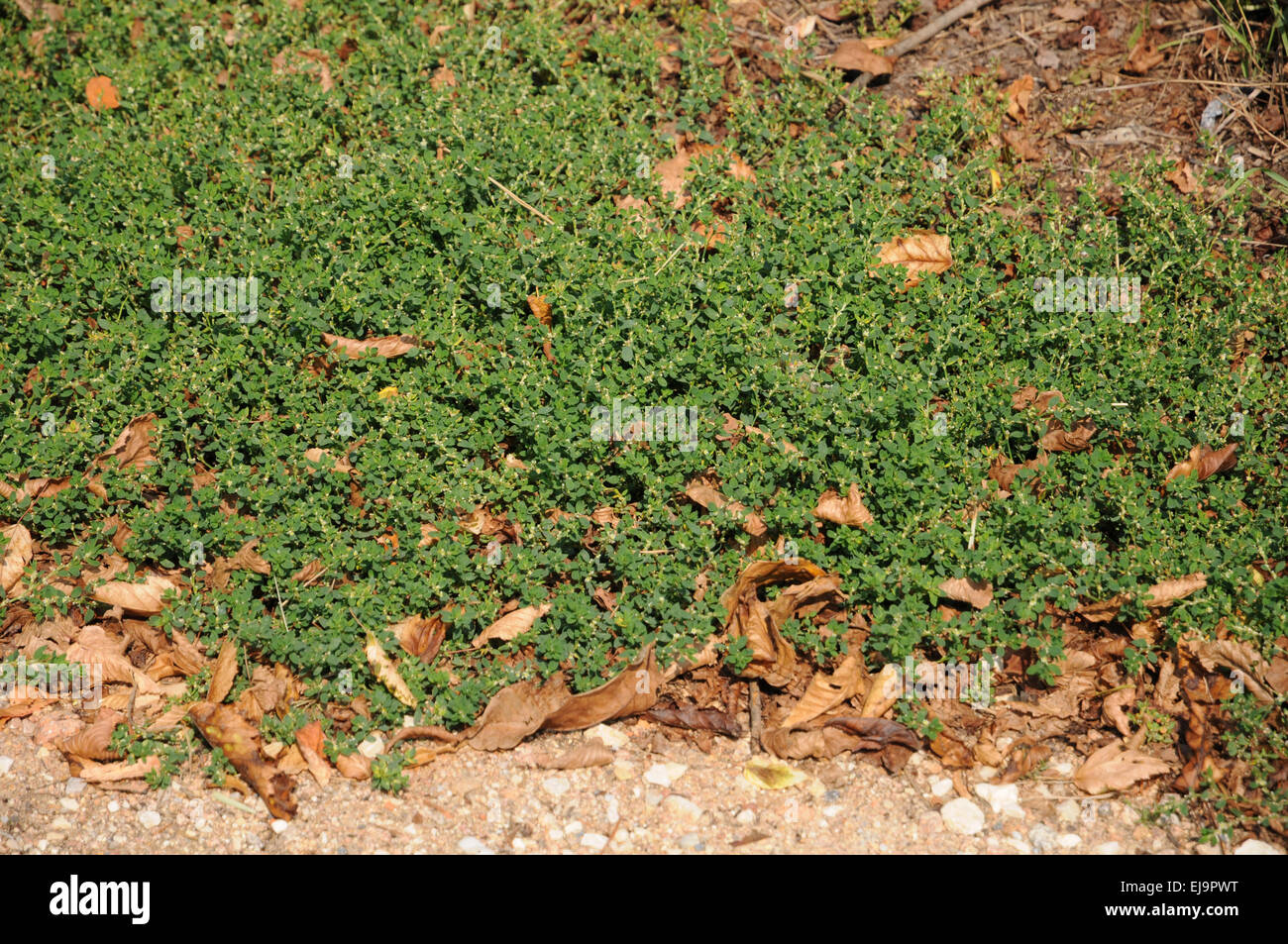 Common knotgrass hi-res stock photography and images - Alamy