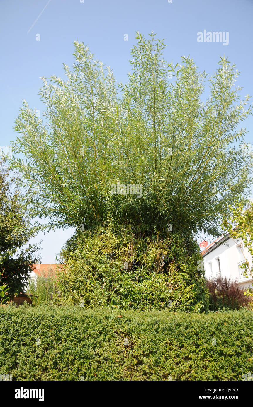 Pollard baum hi-res stock photography and images - Alamy