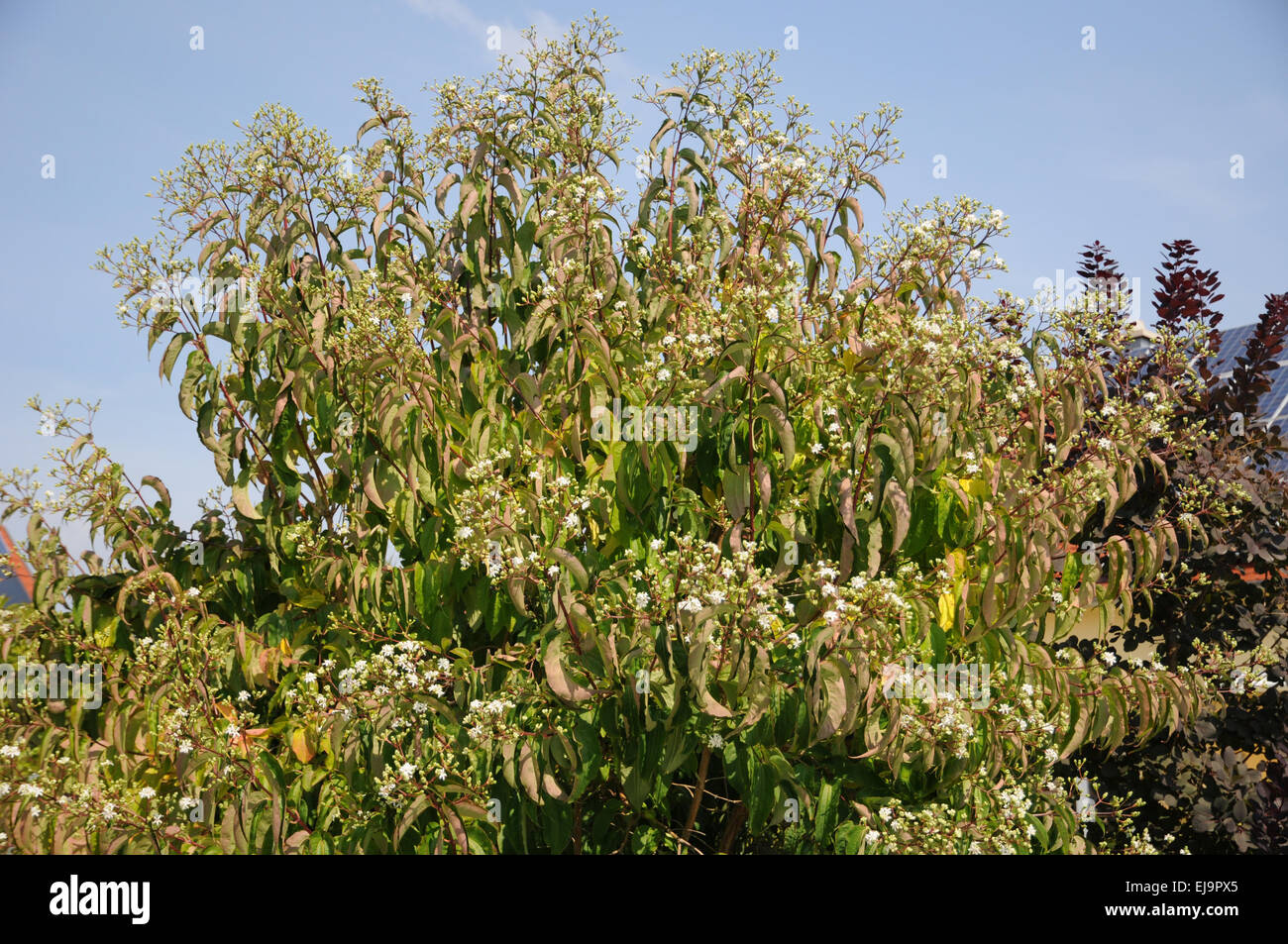 Seven sons plant Stock Photo - Alamy