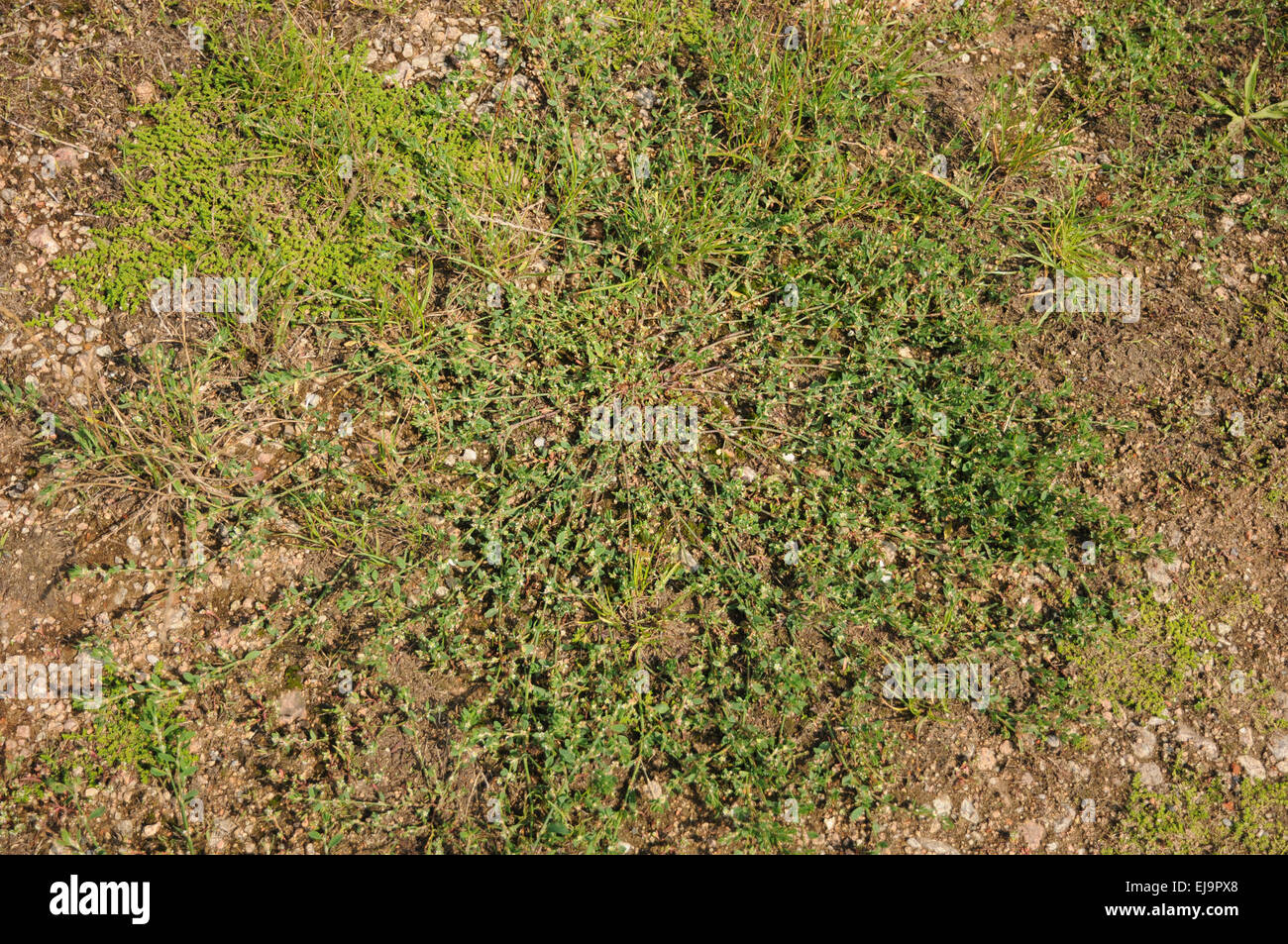 Knotgrass hi-res stock photography and images - Alamy