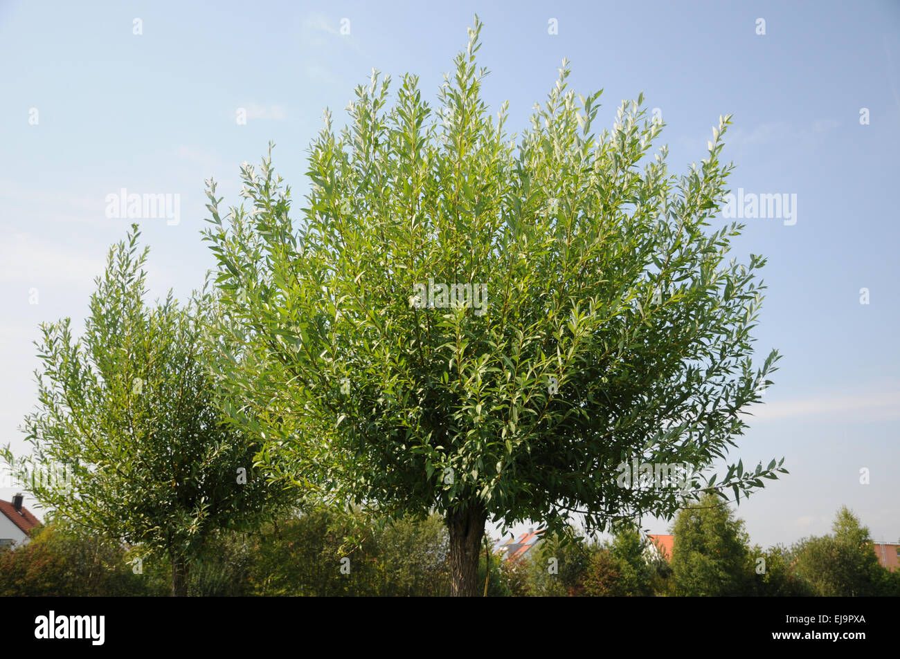 Pollard tree garden hi-res stock photography and images - Alamy
