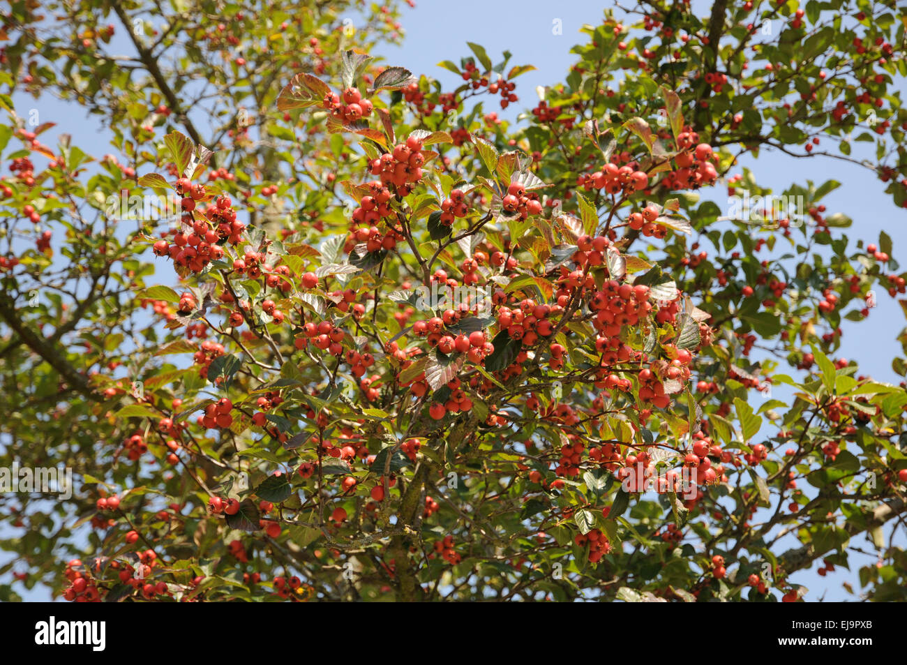Broad-leaved cockspur thorn Stock Photo - Alamy