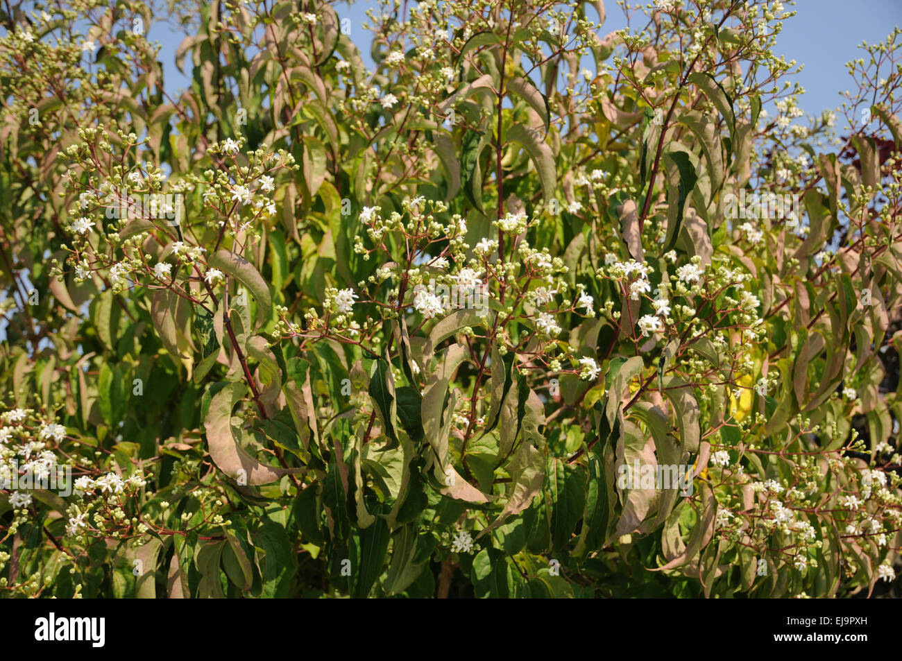Seven sons plant Stock Photo - Alamy