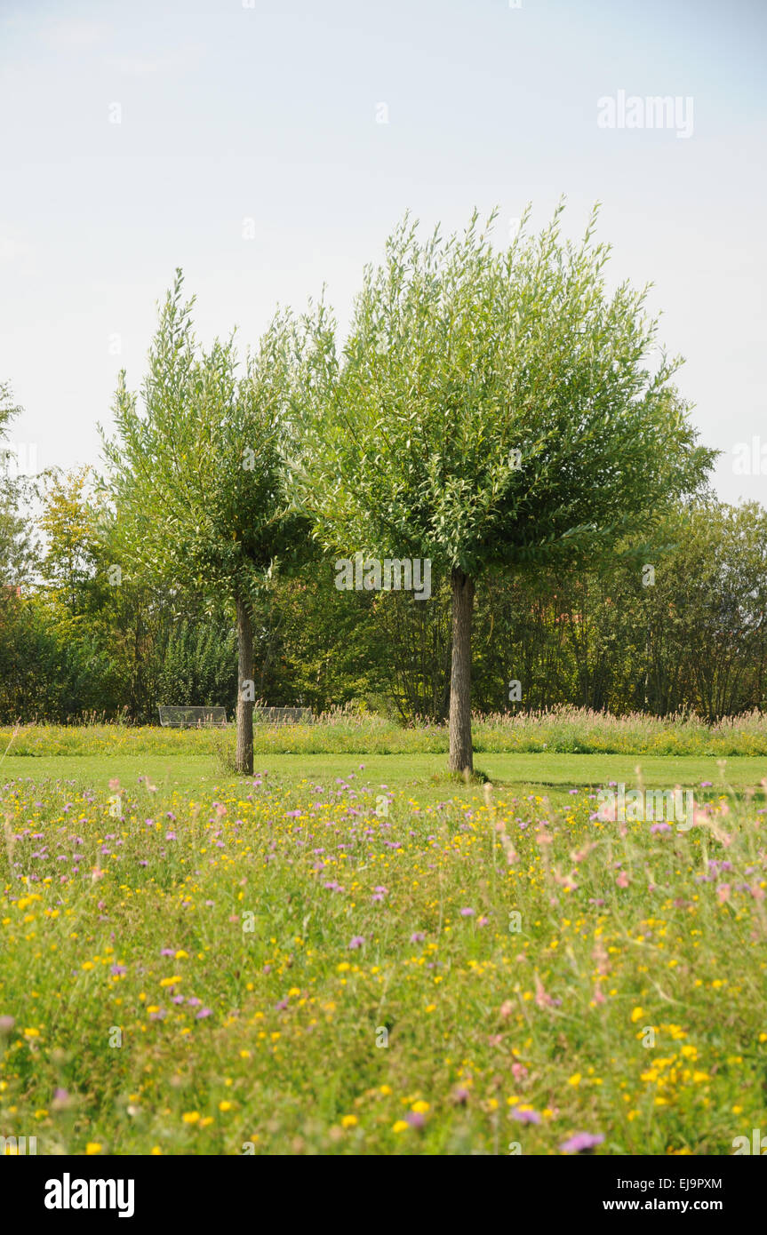 Pollarding willows hi-res stock photography and images - Alamy