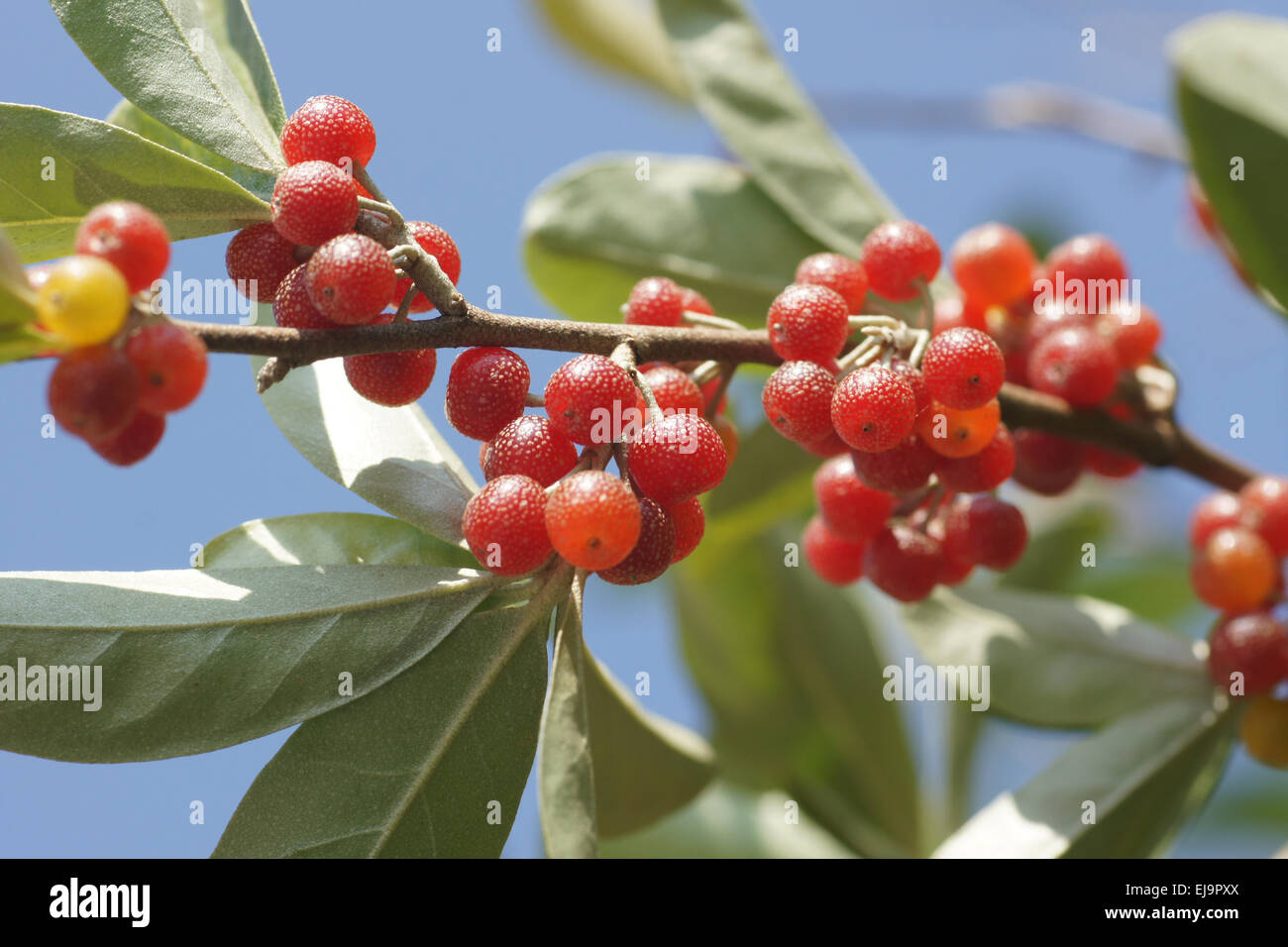 Japanese silverberry hi-res stock photography and images - Alamy
