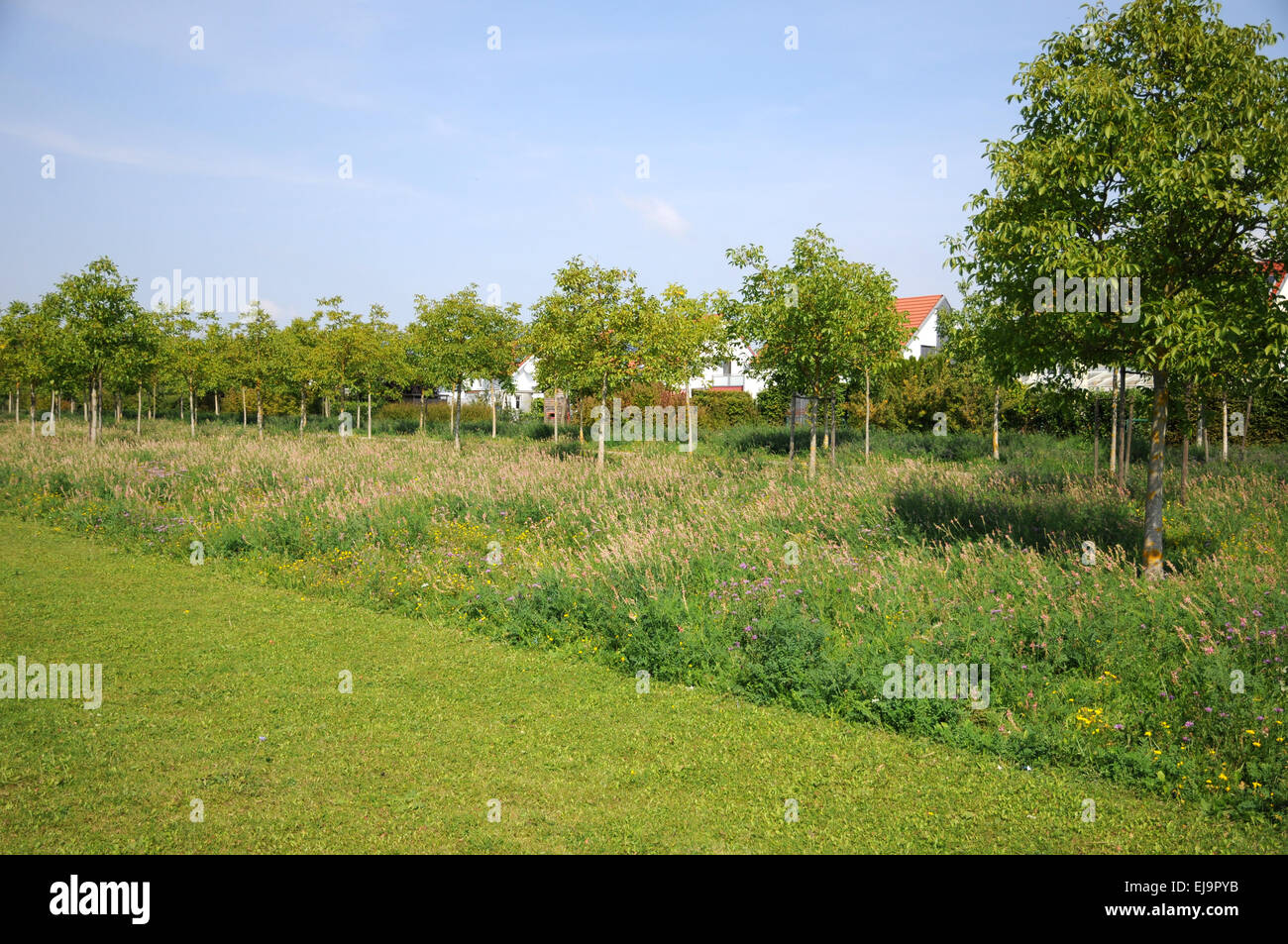 Lawn and meadow Stock Photo - Alamy
