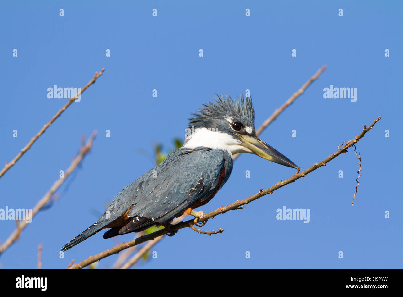 Wolfgang bitterm hi-res stock photography and images - Alamy