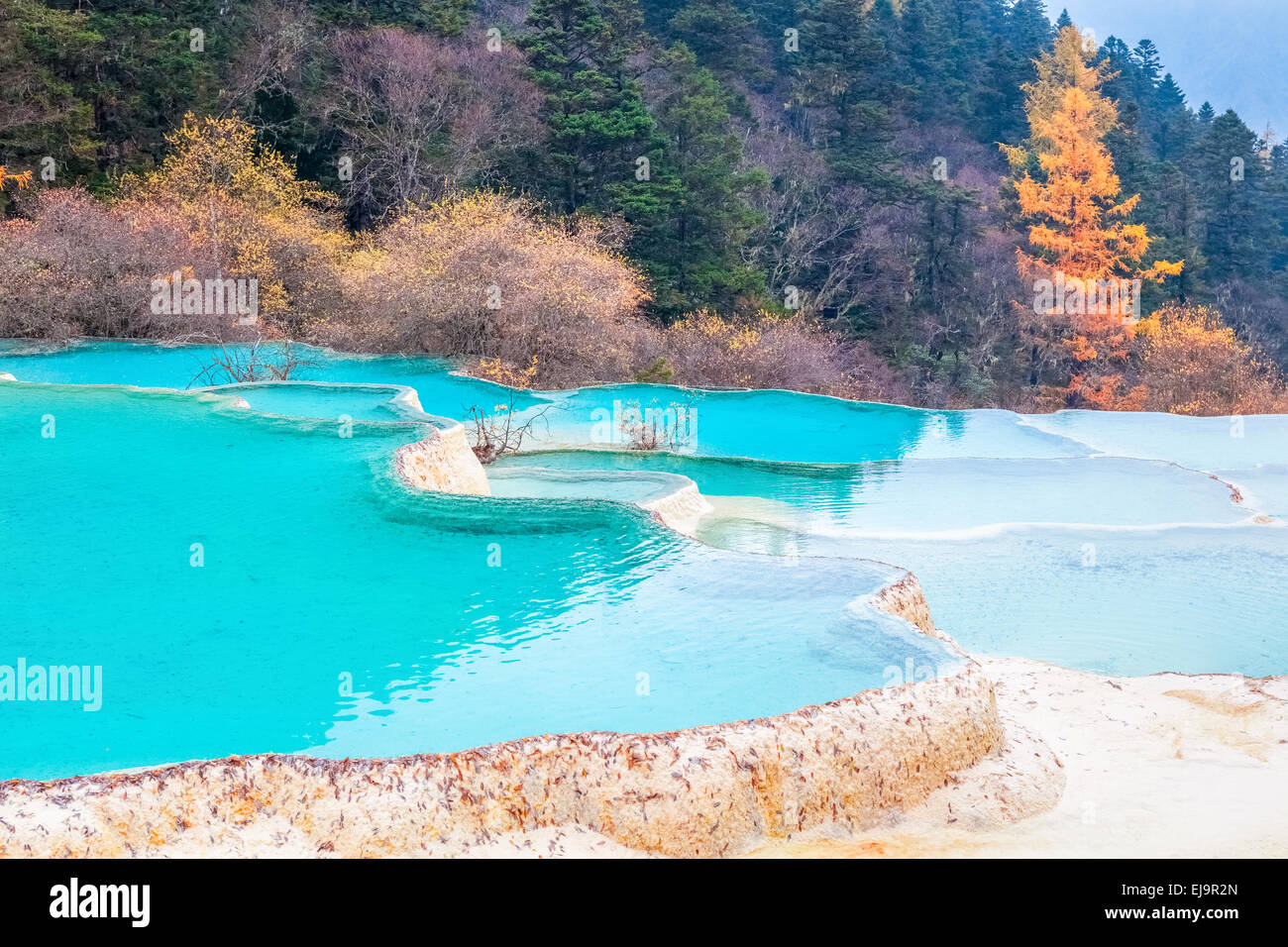 Calcification hi-res stock photography and images - Alamy